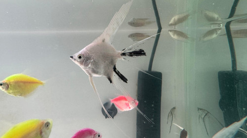 Pack Of 5 Platinum Panda | Bright Aquarium