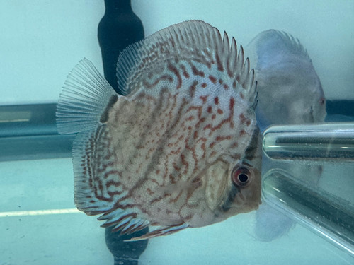 Blue Turquoise 3” | Bright Aquarium