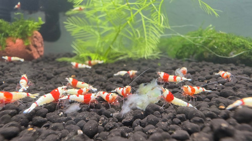 Pure Red Line Caridina Shrimp | Bright Aquarium
