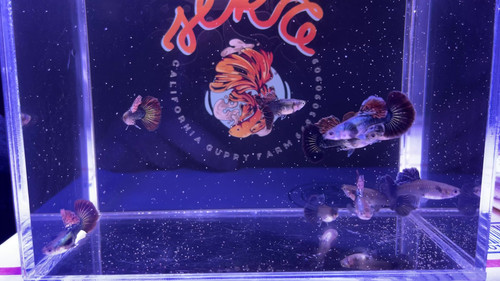 Red Dragon Half Moon Big Dosal Guppy | BRIGHT AQUARIUM