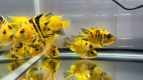 Yellow Tiger Parrot 3.5” | Bright Aquarium