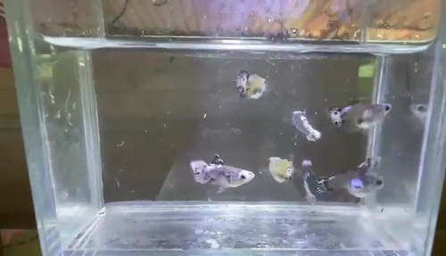 Blue Koi Short Body | Bright Aquarium