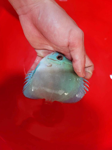 Blue Diamond Discus 3.5” | Bright Aquarium