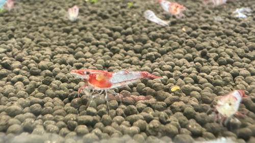 Red Rili | Bright Aquarium