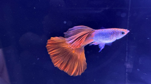 Silverado Wild Red Ship On Aug 20 | Bright Aquarium