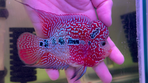 #10 King Kamfa F3 Flowerhorn 3.5” | BRIGHT AQUARIUM
