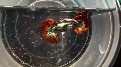 Red Dragon Short Body HalfMoon Big Dosal | Bright Aquarium