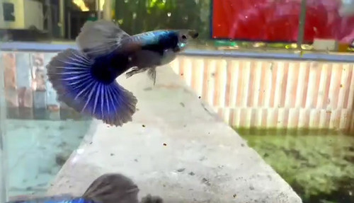 Purple Dragon HM BDS | Bright Aquarium