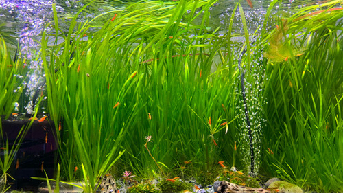 25 Jungle Val Plants | Bright Aquarium