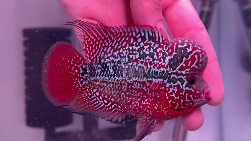 #7 King Kamfa F3 2 tones Flowerhorn 3.5" live fish | BRIGHT AQUARIUM