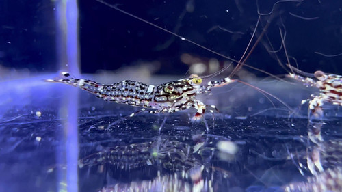 Sulawesi White Orchid Cardinal Shrimp | Bright Aquarium