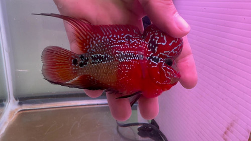 #9 King Kamfa F3 2 tones Flowerhorn 3.5" live fish | Bright Aquarium