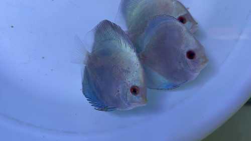 Blue Diamond Discus 3” Ship Ship on Mar 8 | BRIGHT AQUARIUM