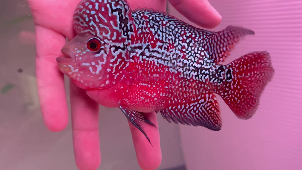 Shop | HRT California Guppy Farm