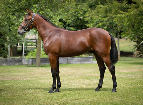 2023 Ownership Shares Available | My Vxw Site 9t8ixb