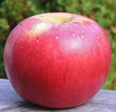 Apple 'Mystery' Semi-Dwarf | Eden's Refuge