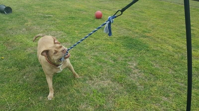 Review Tether Tug Dog Toy Review Tether Tug Dog Toy
