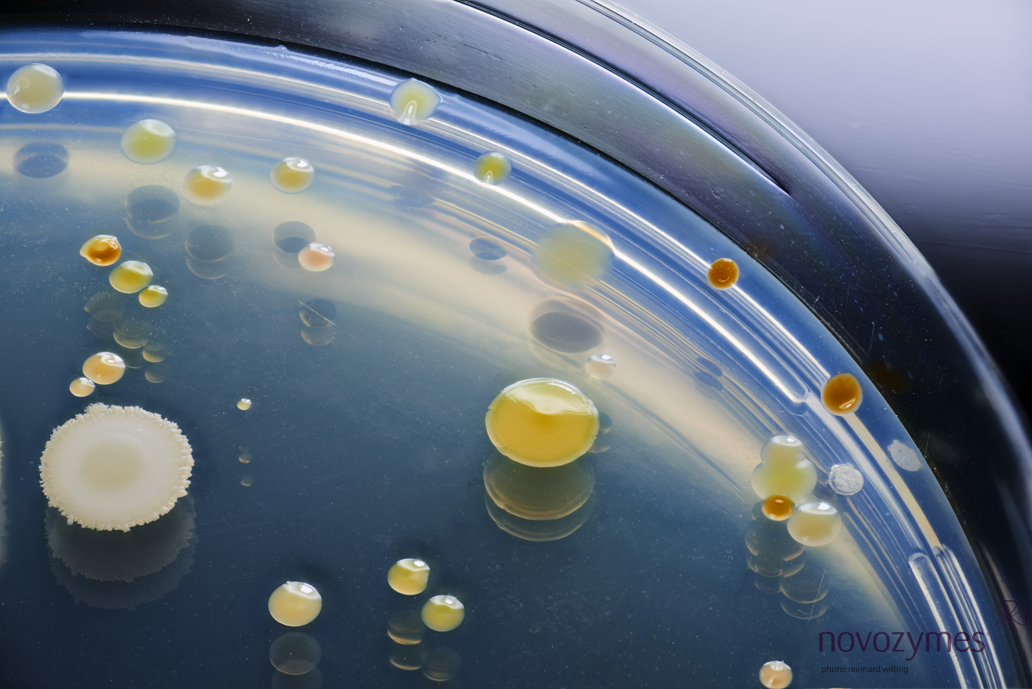 bacteria | photography