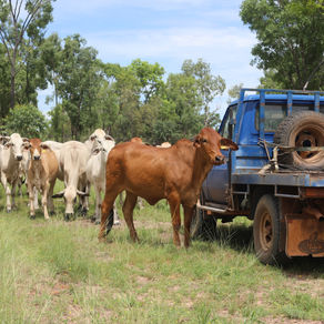 GAMBA GRASS HUB | Territory NRM