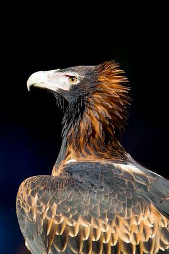 Aussie The Eagle | Mysite
