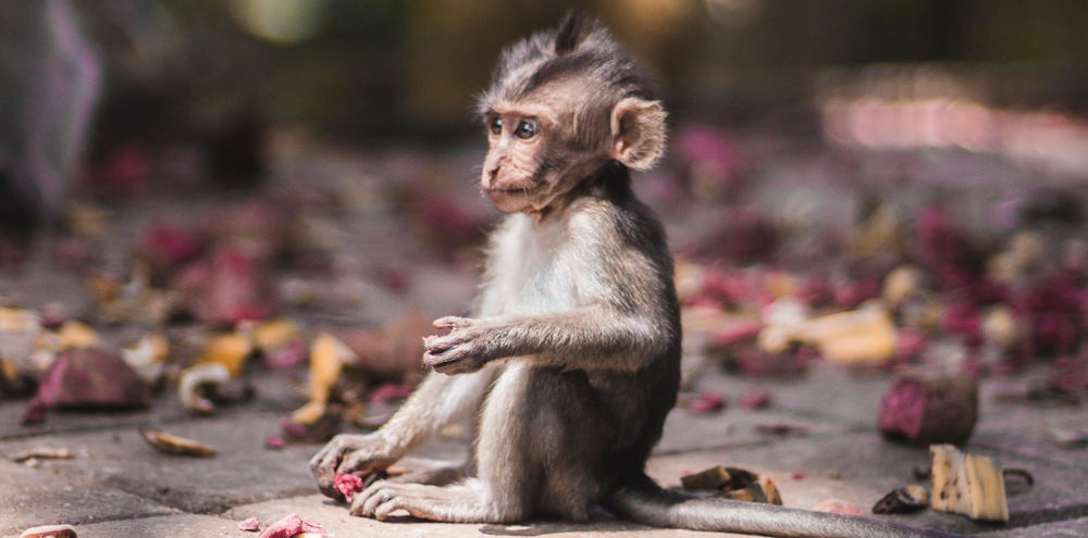 ¿Cómo empezar? | MonkeySignals