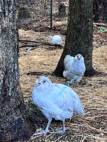 Self Blue (Lavender) Ameraucanas - PULLETS- No Shipping. Local Pickup ...