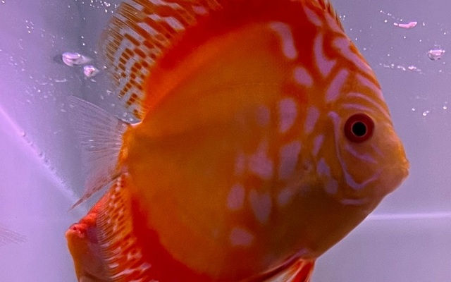 Discus Red Map 6cm | Aquador Sàrl