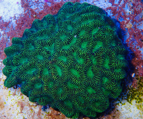 Favites sp. Green Ultra | Aquador Sàrl