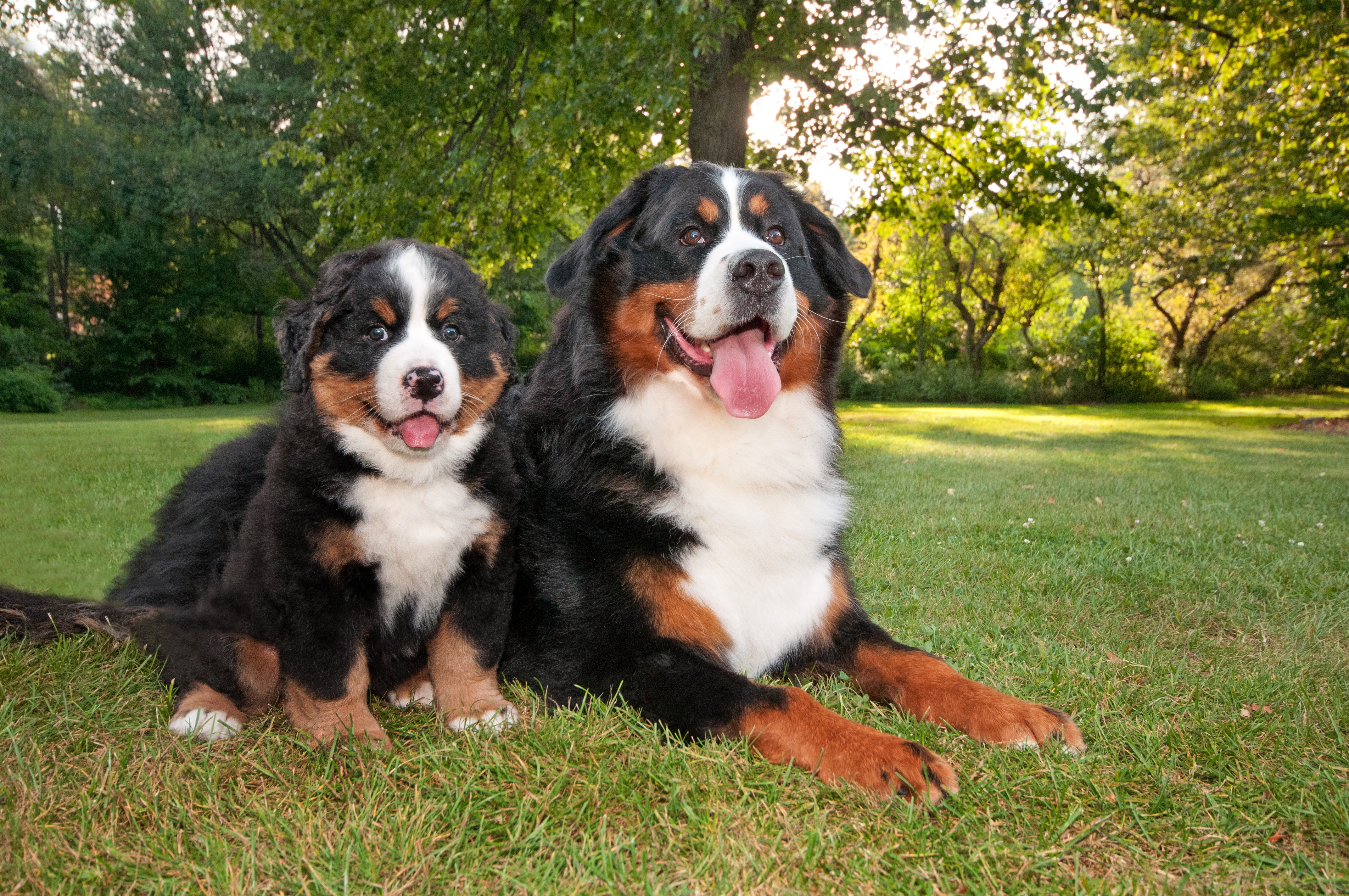 Singing Sands Bernese Mountain Dog Breeders Northwest Indiana Puppies