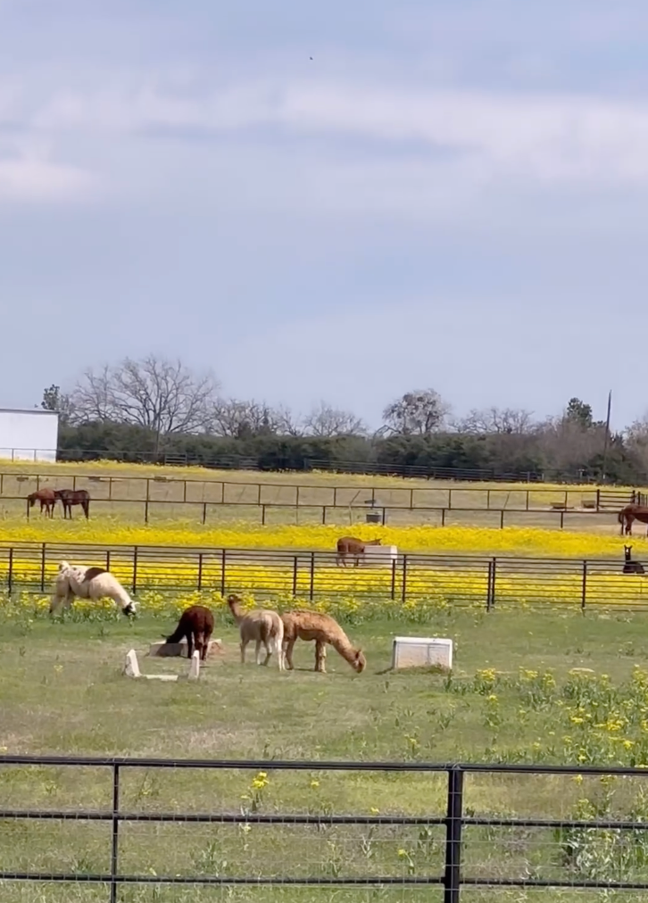 East Lake Veterinary Hospital at Center Ranch | 3771 FM811, Centerville ...