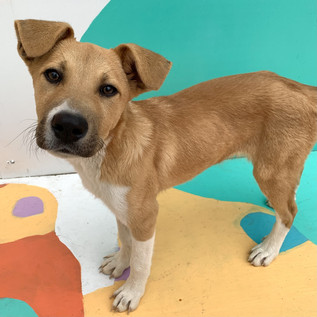 Dogs & Puppies | EL Pet Orphanage