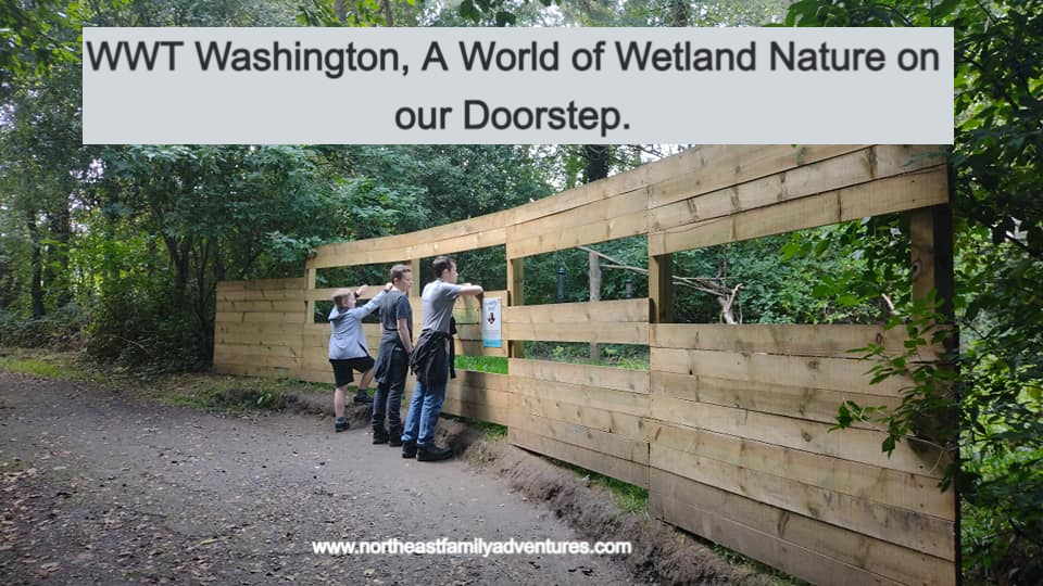 WWT Washington, A World of Wetland Nature on our Doorstep.
