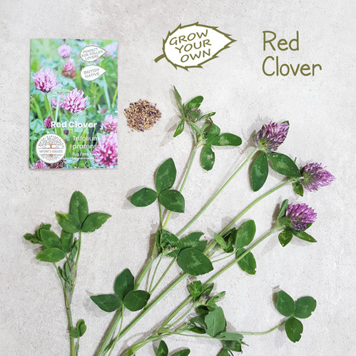 Grow Your Own Red Clover Pack of 0.5g Seeds | Nature's Goodies