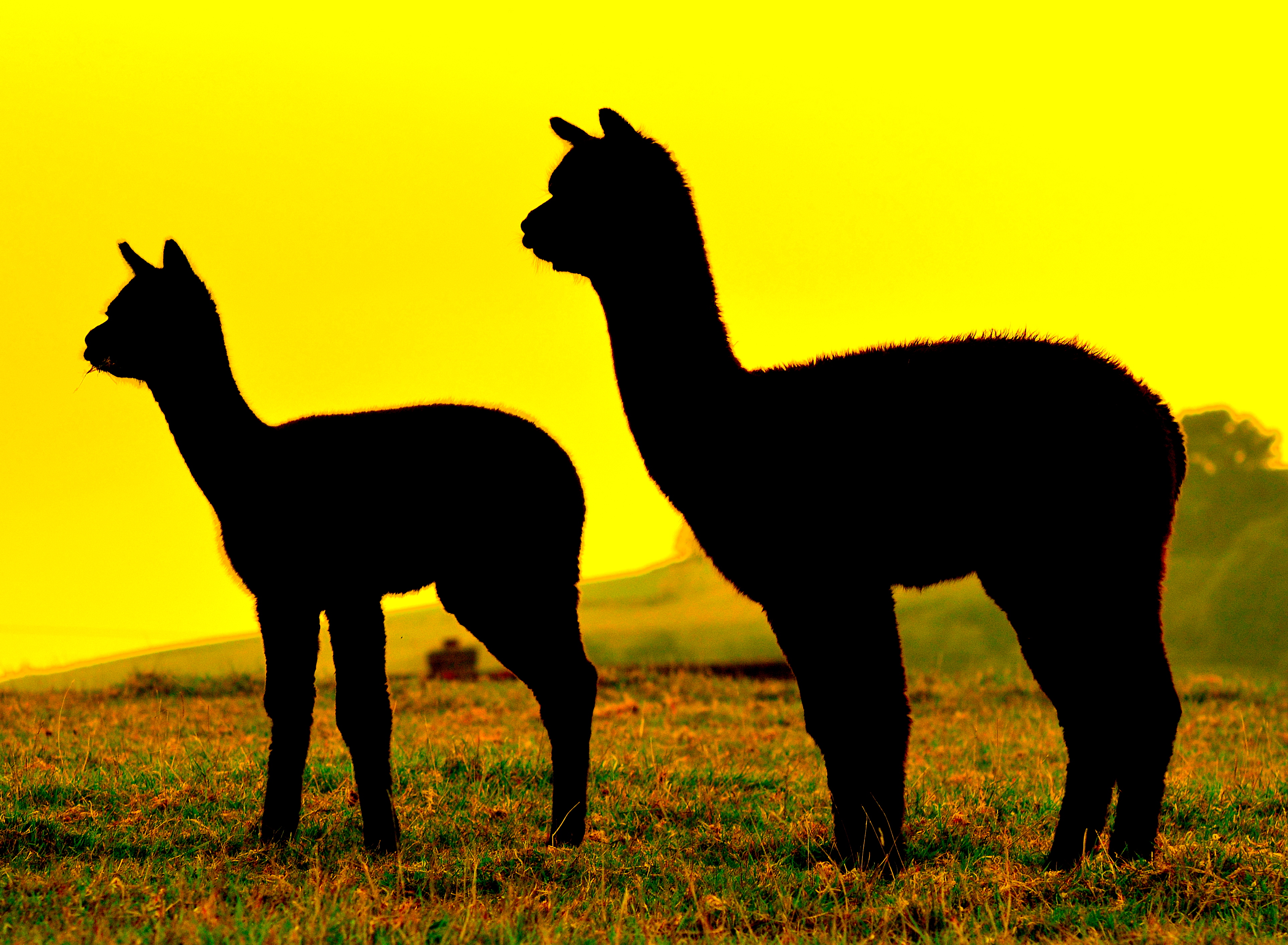 Camelid owners regional society | Cornwall Camelid Association