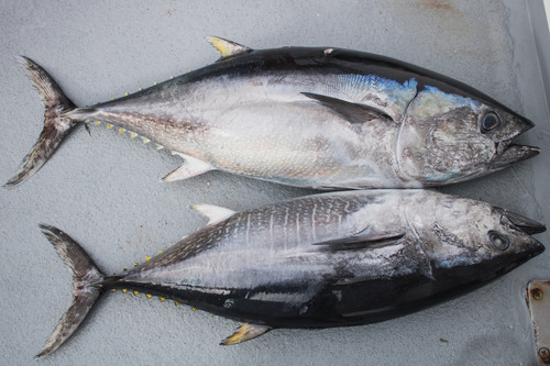 Yellowfin Tuna / Choora Fish | Hello Fish