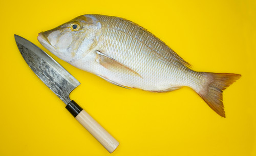 Emperor / Eari / Sheri / Shaari Fish | Hello Fish