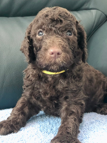 TEDDY - Medium Labradoodle Male | Everlasting Doodles