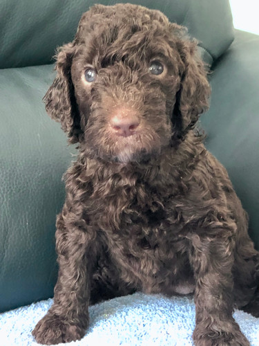 AVA - Medium Labradoodle Female | Everlasting Doodles