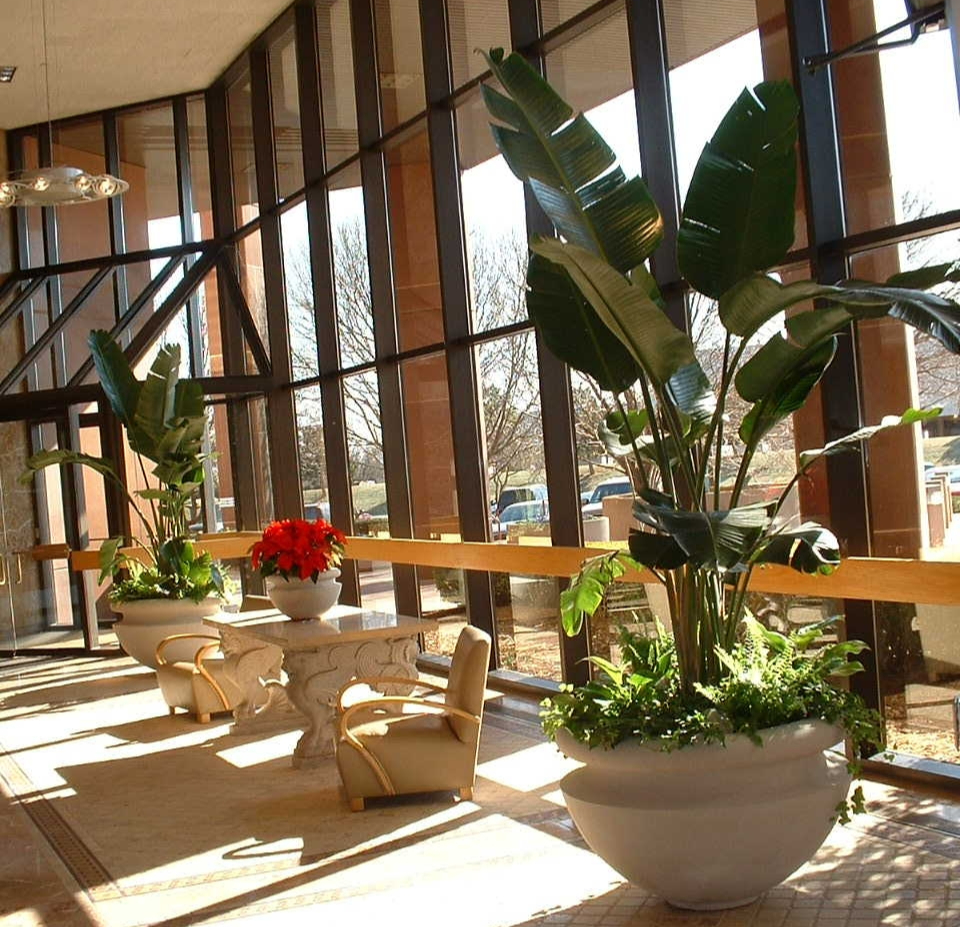 A Guide to Selecting the Perfect Large Office Plants