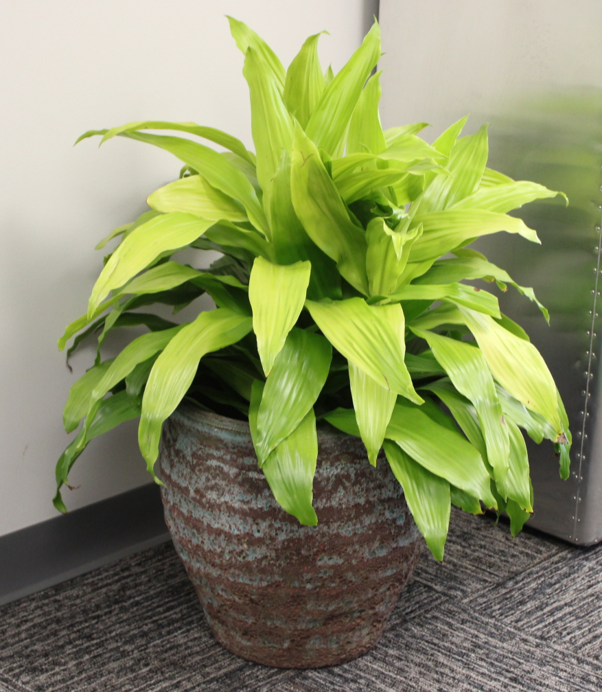 A Guide to Selecting the Perfect Large Office Plants