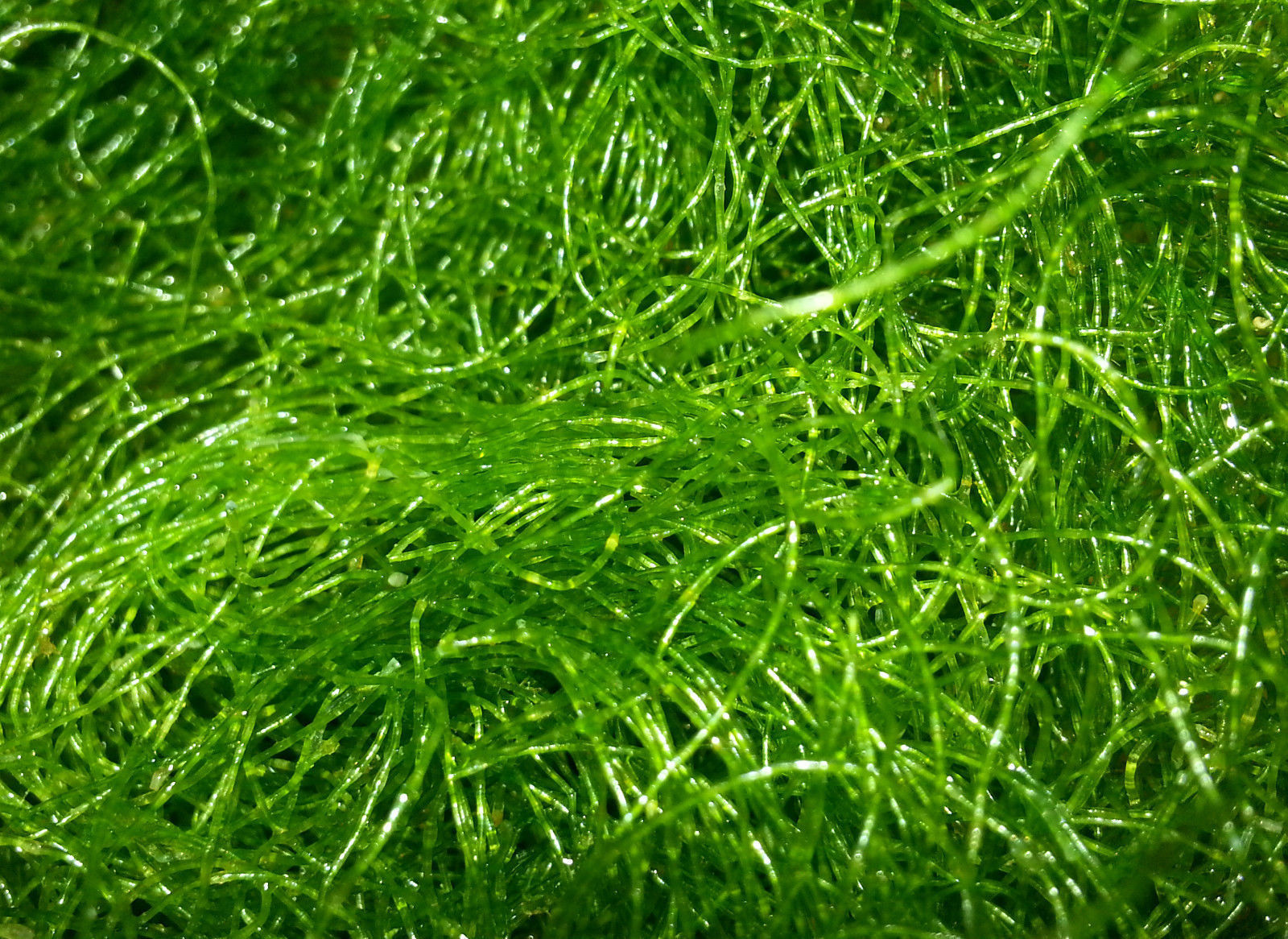 Live Chaetomorpha Chaeto Chato Marine Macro Algae Plant Reef Refugium ...