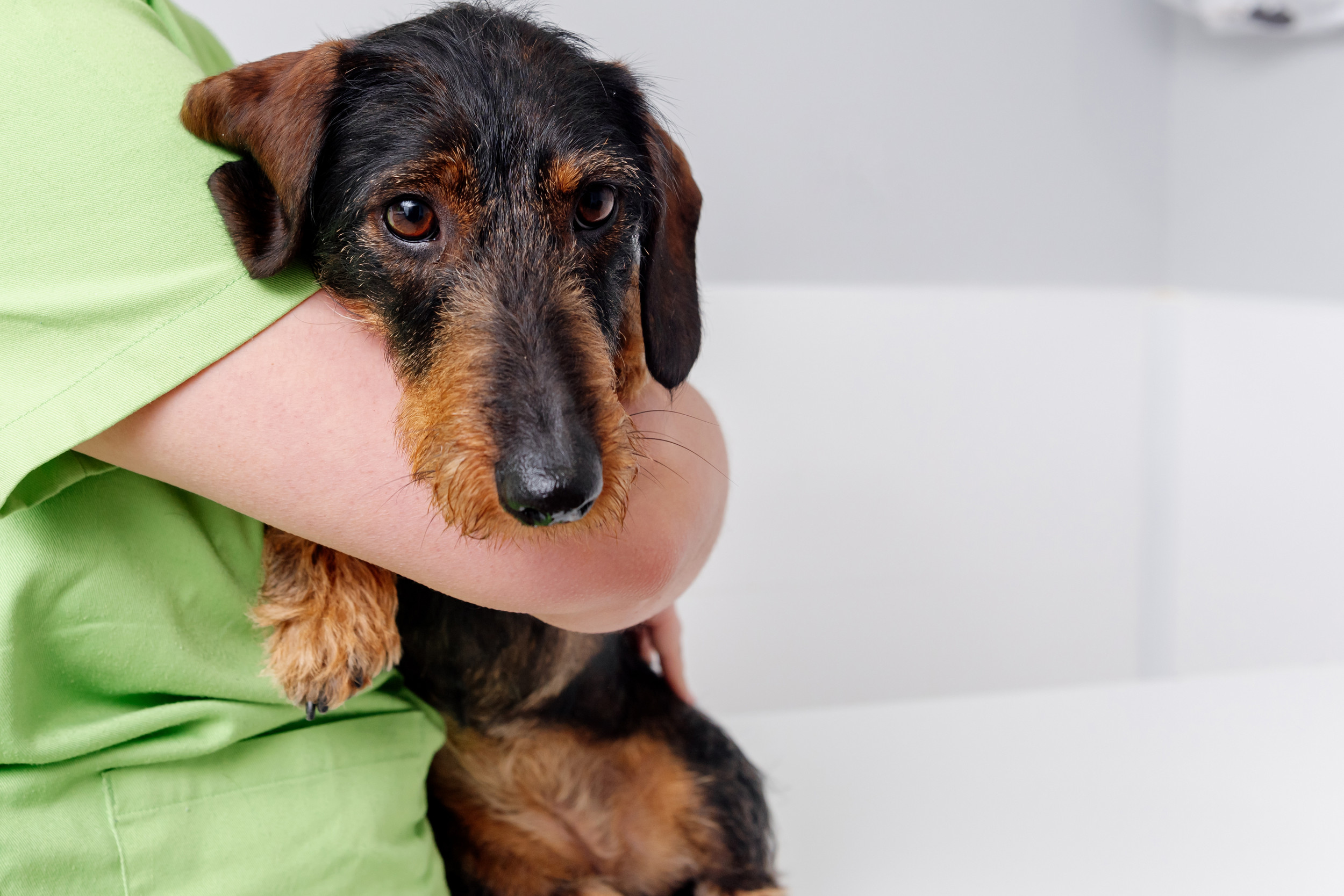 Managing Pets During Home Renos | Pinto Carpentry