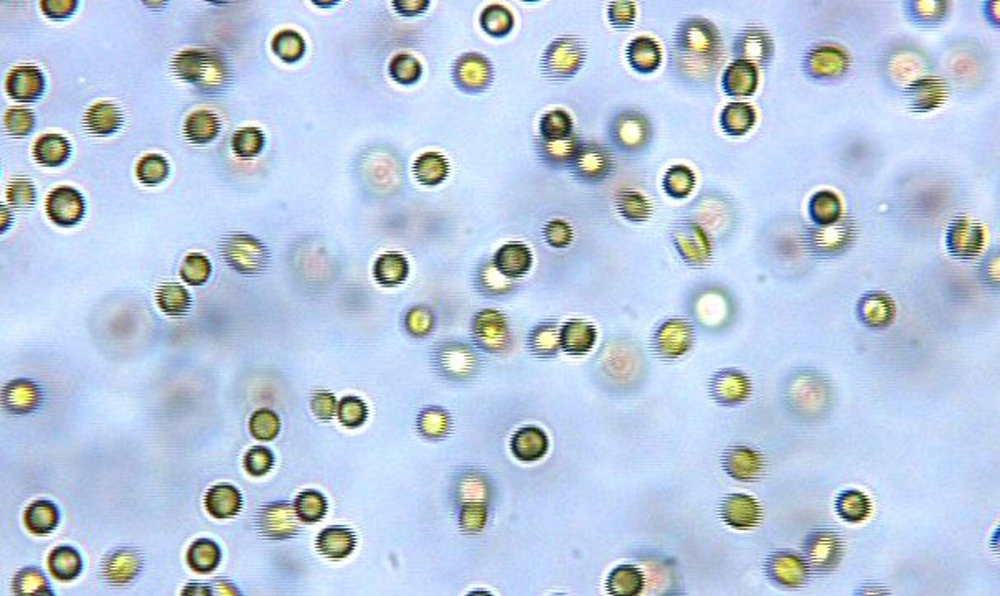 🌿 Pavlova Lutheri