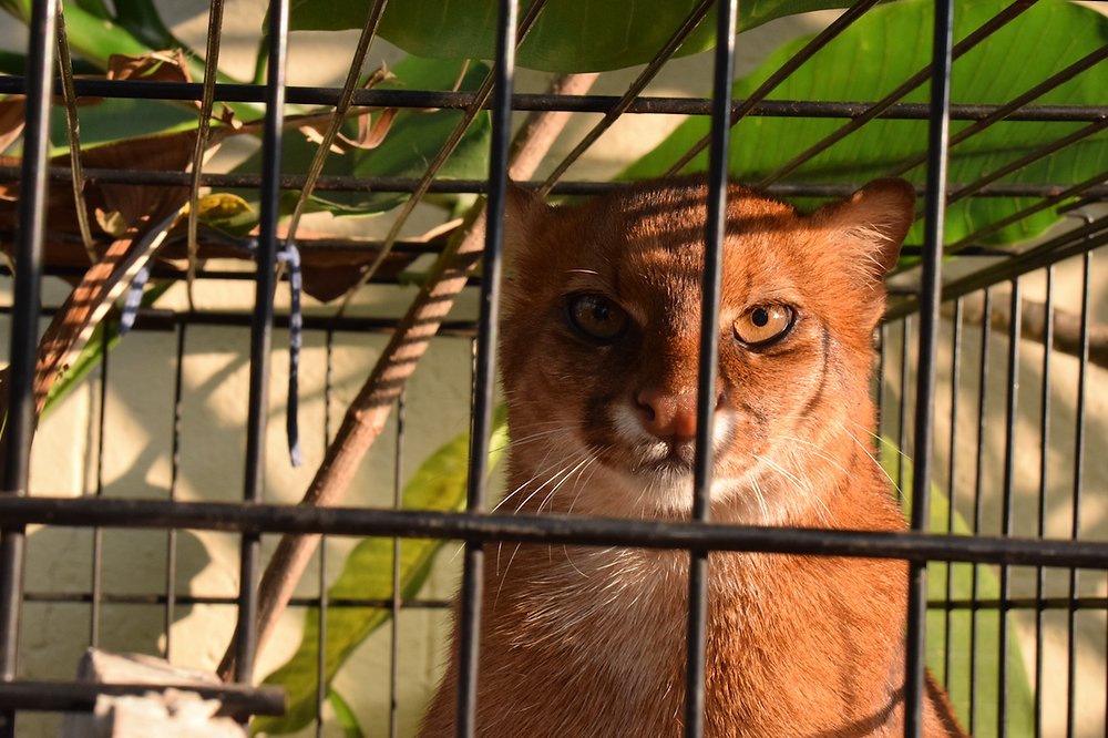 Wayra, la Yaguarundí, (Herpailurus yagouaroundi)