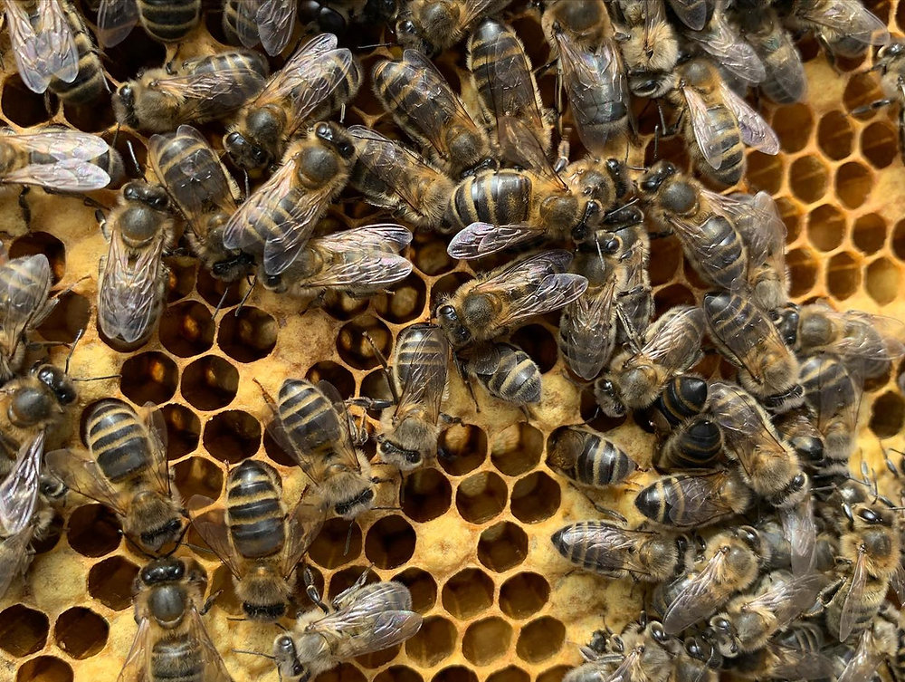 Don't Step on a Bee!
