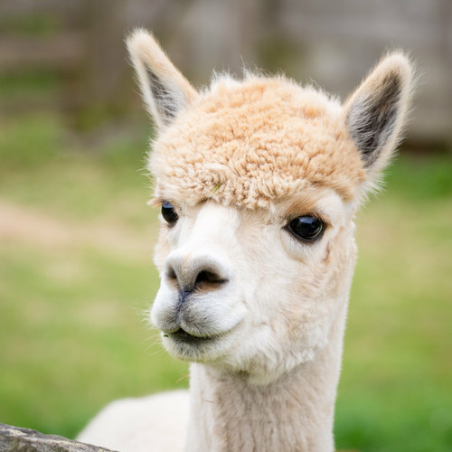 Adopt an Alpaca | Beirhope Alpacas