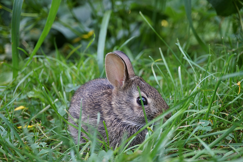 5 Fun Facts: Cottontail Rabbits