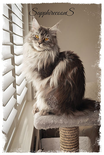 Plans | SapphirecoonsCattery