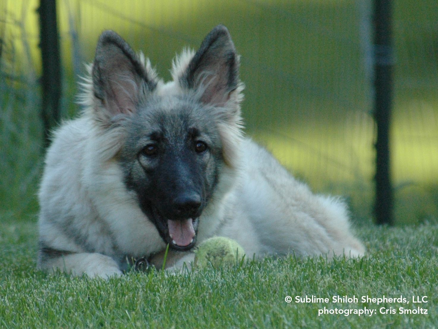 HOME | Shiloh Shepherds