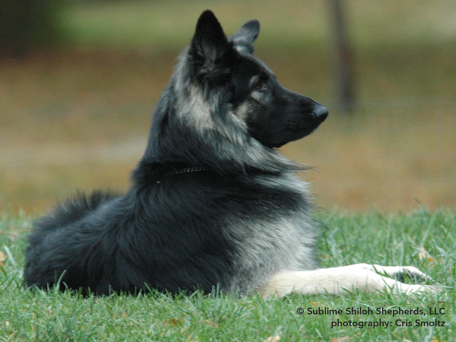 HOME | Shiloh Shepherds